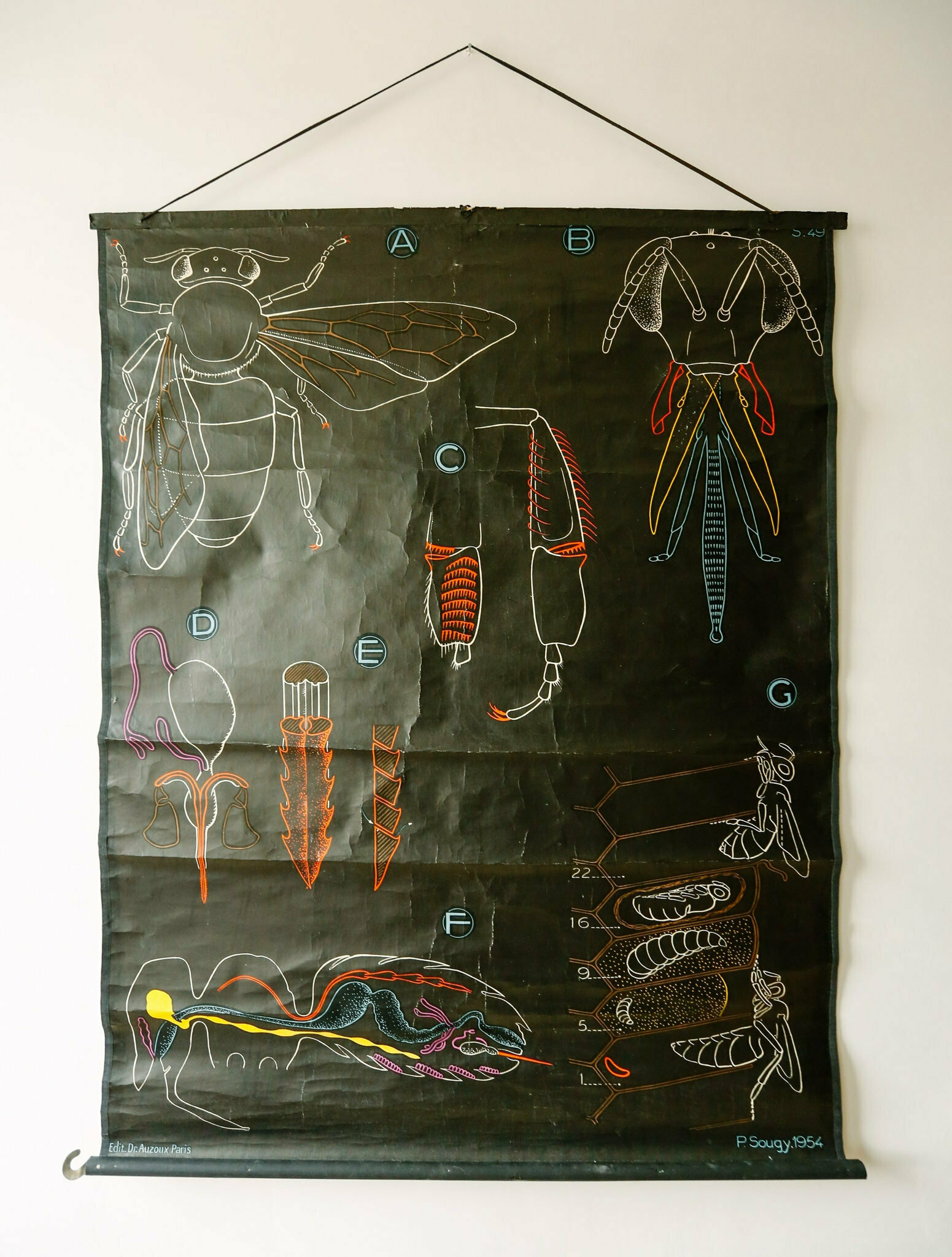 Original Zoological Vintage French School Chalk Wall Chart Honey Bee ...