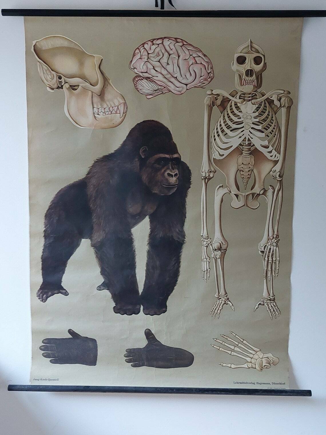 Vintage Original German Educational Poster Gorilla Anatomy School Wall ...