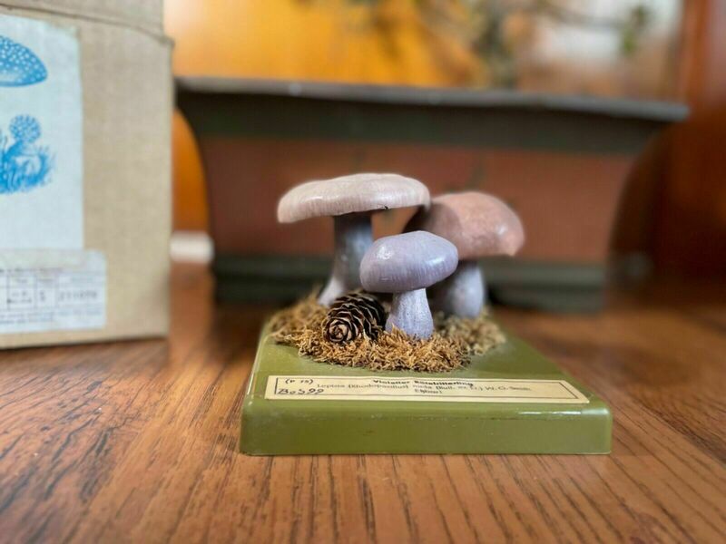 Vintage Somso Panther Cap Mushroom Educational School Model Fungus ...