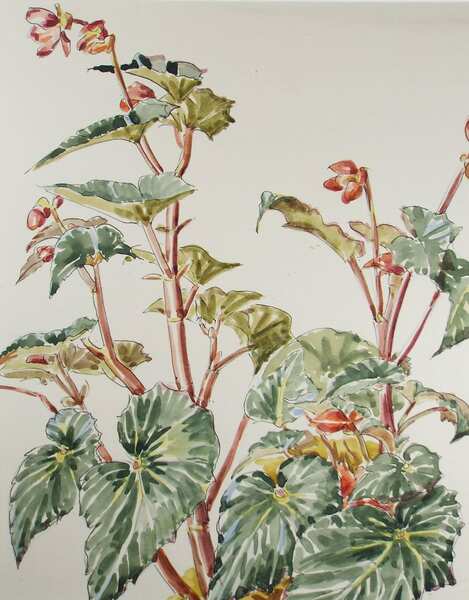 Original Watercolour, 'House Plant Study', George Godfrey, Circa 1970's ...
