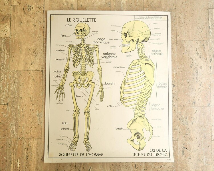 French Teaching Poster By Rossignol: Skeleton, 1950s / Doctor Medical ...