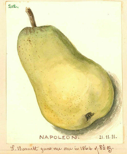1951 Watercolour Napoleon Pear | Vinterior