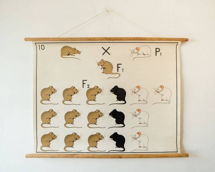 Original Zoological Biological Genetic Dominance Vintage German School ...