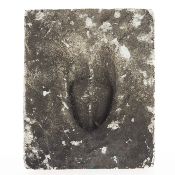 Plaster Cast Taxidermy Footprint Study | Vinterior