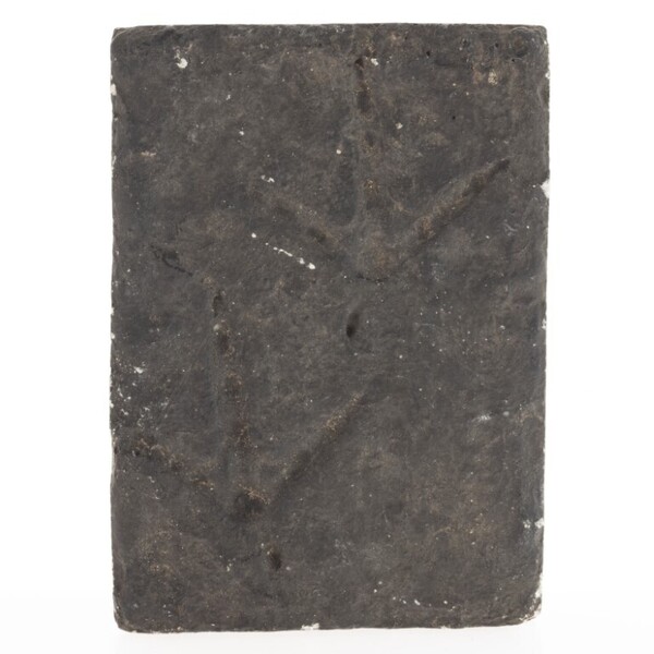 Plaster Cast Taxidermy Footprint Study | Vinterior