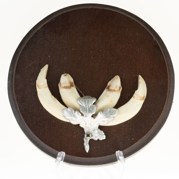 Antique Taxidermy Mounted Wild Boar Teeth Hunting Trophy | Vinterior