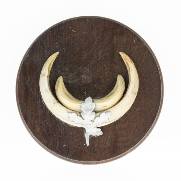 Antique Taxidermy Mounted Wild Boar Teeth Hunting Trophy | Vinterior