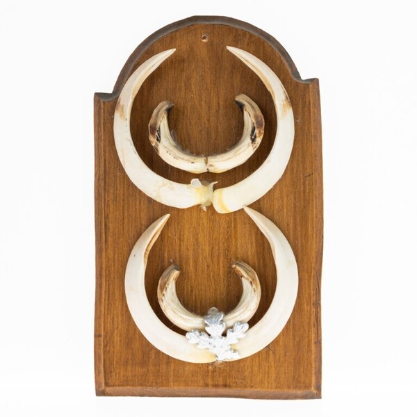 Antique Taxidermy Mounted Wild Boar Teeth Hunting Trophy | Vinterior