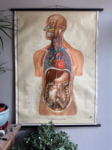 Vintage Lymphatic System Medical School Chart Anatomy Lymph Biology ...