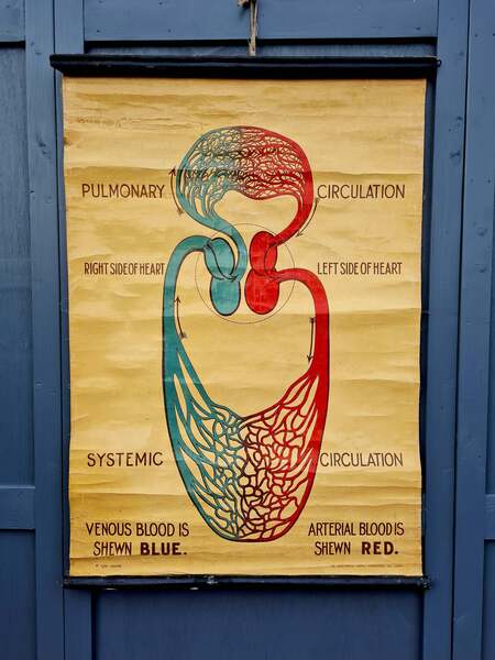Vintage Anatomical Educational Wall Chart Depicting The Circulatory ...
