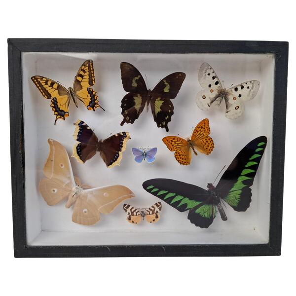 Mid Century Butterfly Specimen Wall Display Shadow Box | Vinterior