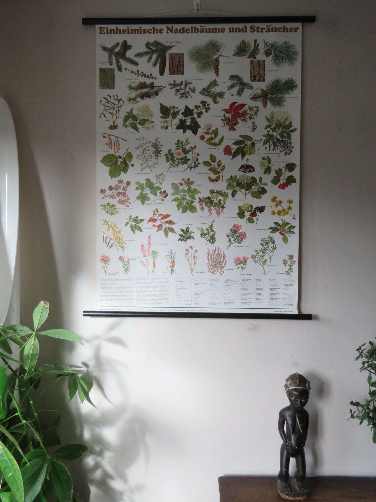Vintage Pull Roll Down Botanical School Wall Chart Poster Of Conifers ...