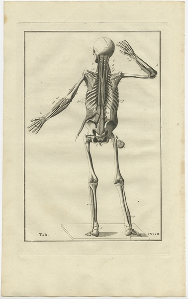 Pl. 37 Antique Anatomy Print Of The Muscular System By Elwe (1798 ...