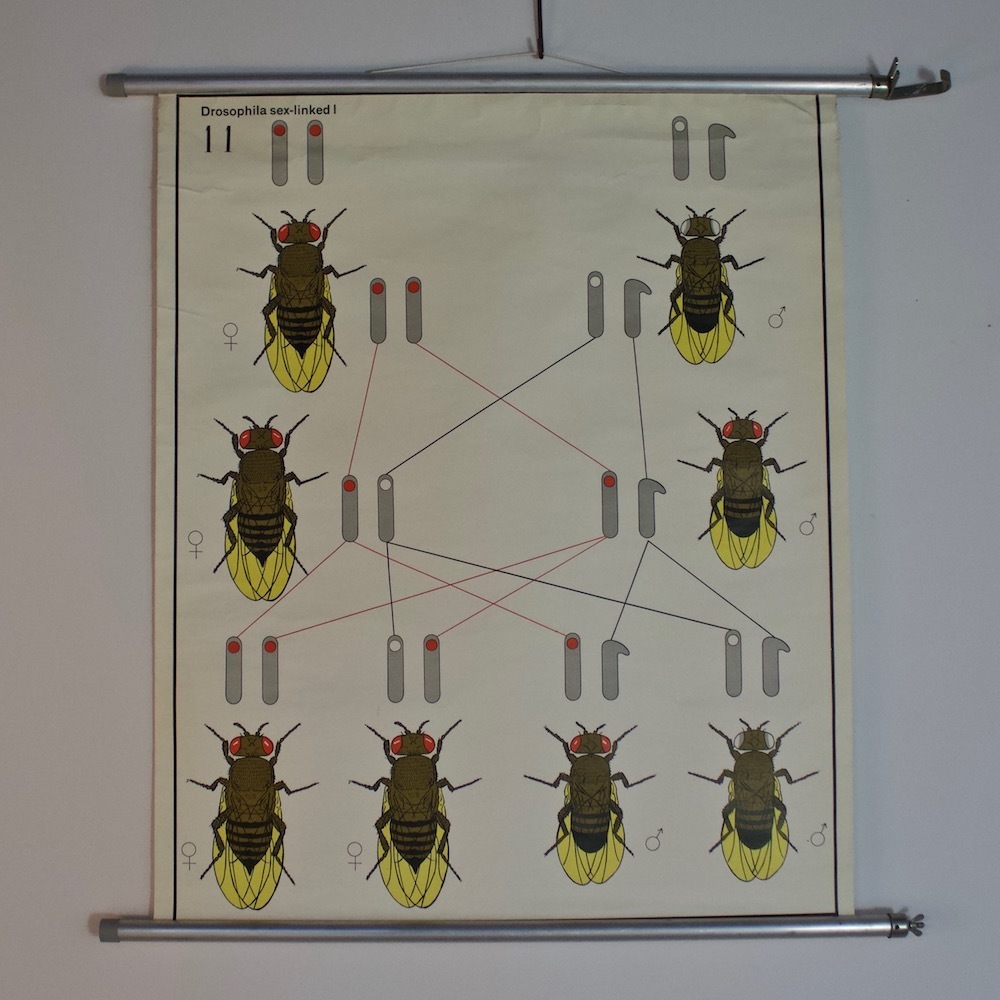 1970’s Wall Chart Of Fruit Fly Drosophila Genetics | Vinterior