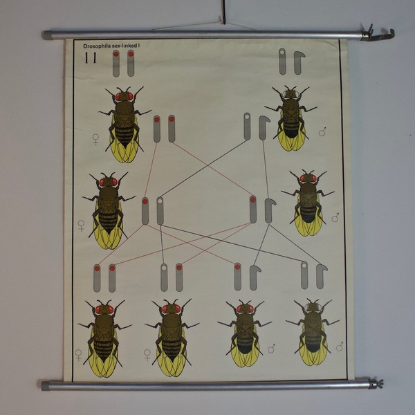 1970’s Wall Chart Of Fruit Fly Drosophila Genetics | Vinterior