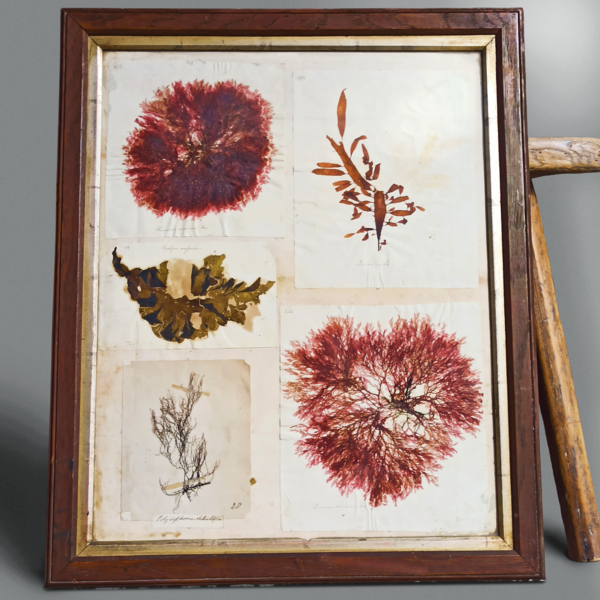 Amazing Sea Herbarium Collection Of Pressed Coastal Seaweeds In ...