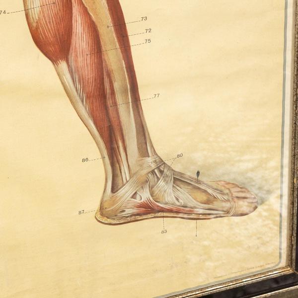 Pair Of Anatomical Human Muscular Structure Charts By Tanck & Wagelin ...