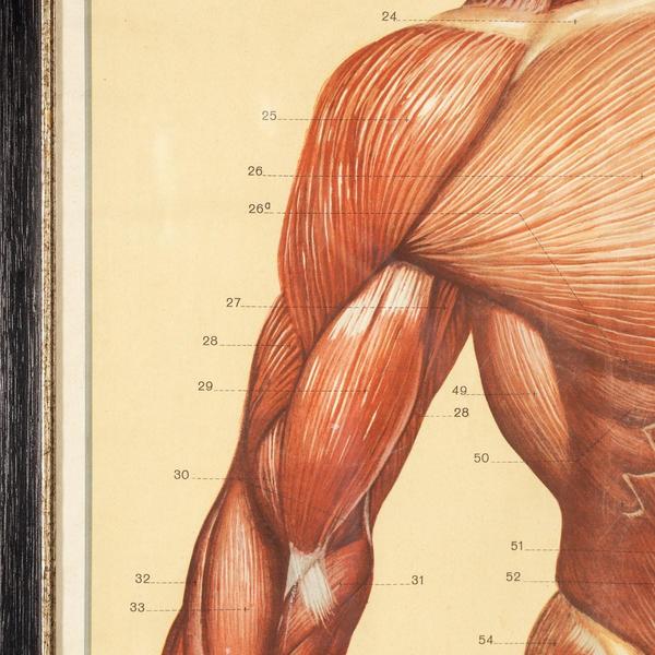 Pair Of Anatomical Human Muscular Structure Charts By Tanck & Wagelin ...